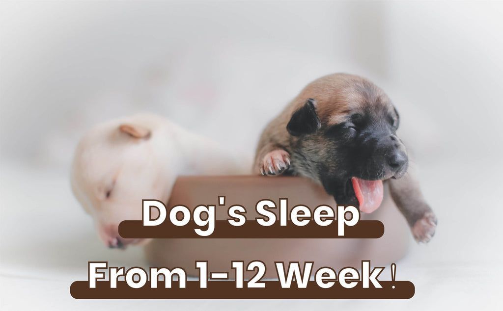 Sleep Changes In Dogs From 1 to 12 Weeks – LaiFug